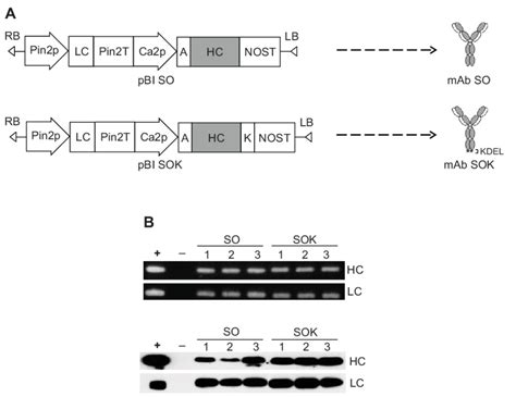Schematic Diagram Of The Transformation Vectors And Selection Of Download Scientific Diagram