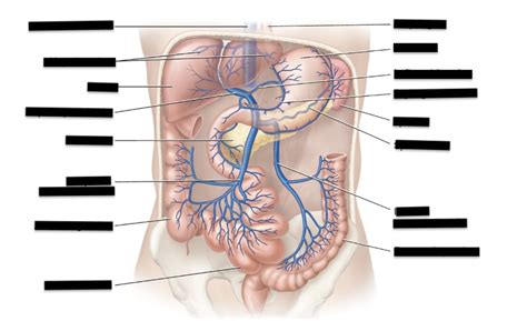 Aandp Veins Pt 6 Diagram Quizlet