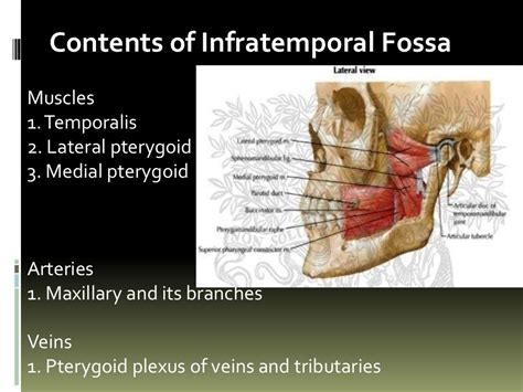 Infratemporal Fossa Boundaries