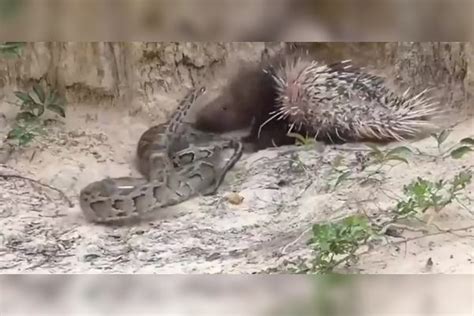 蟒蛇攻击大豪猪，不料结局是这样，镜头拍下全过程！豪猪结局镜头