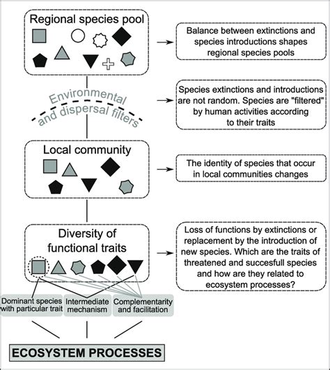 Conceptual Scheme Integrating Current Knowledge On How Biodiversity Download Scientific Diagram