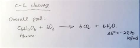 MCDB B Week Aldolase C C Cleavage Flashcards Quizlet