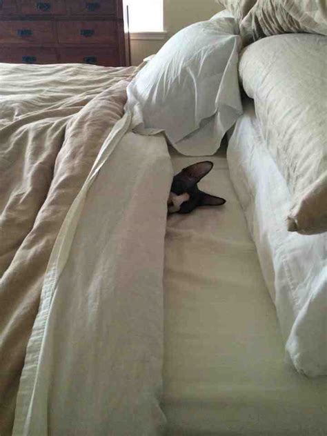 I Walked Into My Room To Find My Cat Had Tucked Himself In My Bed R