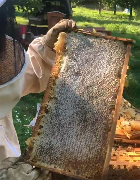 Langstroth Frame Wiring Plan Bee Kept