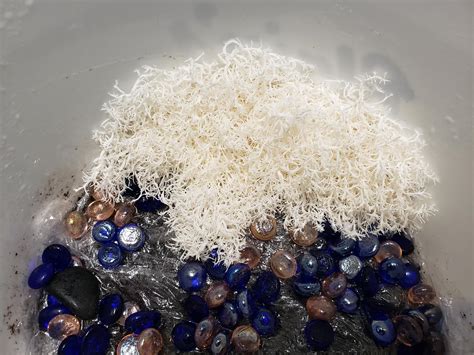 Gourmet Spent Lions Mane Block In 5 Gal Bucket With New Substrate
