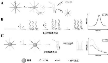 一种基于磁分离技术介导的双模生物传感器检测铅离子的方法