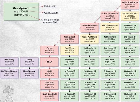 Understanding Your Dna A Guide To Shared Cm