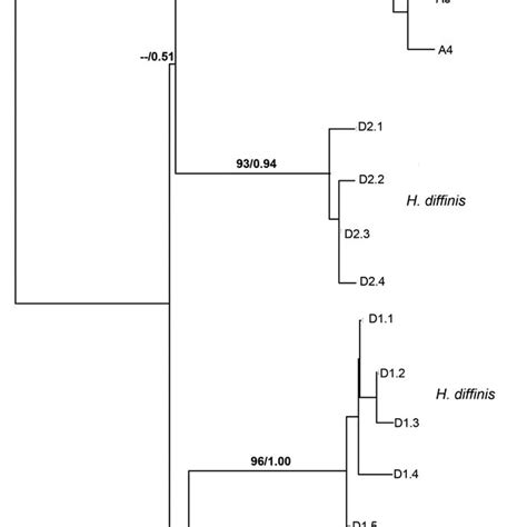 Molecular Phylogeny Of Representative Hemaris Diffinis Group Coi Download Scientific Diagram