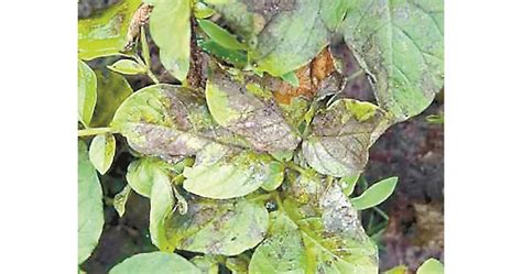 През юли краставиците се пръскат профилактично срещу кубинска мана Български Фермер