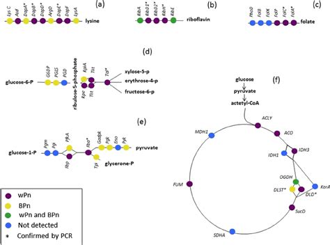 Pathways Reconstruction Showing Repartition Of Genes That Were Detected Download Scientific