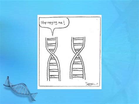 Forensic Dna Analysis Dna Replication Lesson Overview Identifying