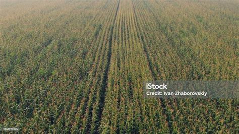 무인 항공기는 잘 익은 옥수수 밭을 통해 비행 농업 분야의 농업학자 새로운 기술에 대한 상태를 모니터링합니다 야채 식품 생산 농장에 대한 스톡 사진 및 기타 이미지 Istock