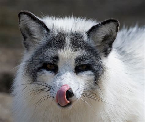 7 Of The Most Breathtakingly Beautiful Fox Species In The World