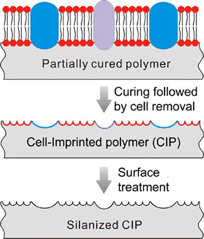 Chemical Recognition In Cell Imprinted Polymers
