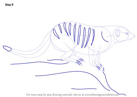 Step By Step How To Draw A Banded Mongoose