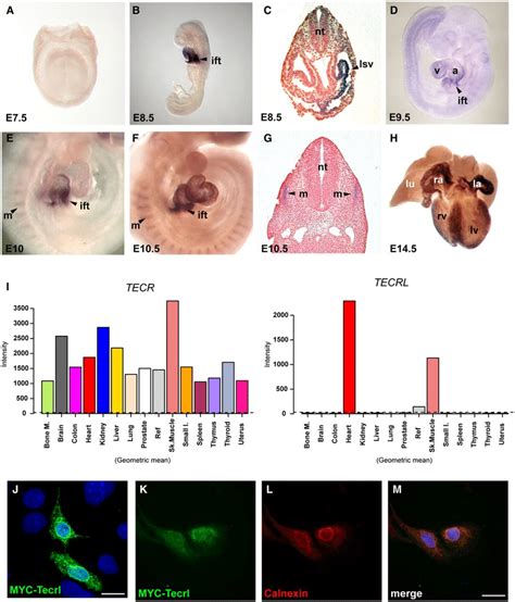 Spatiotemporal Tissue And Sub‐cellular Expression Analysis Of