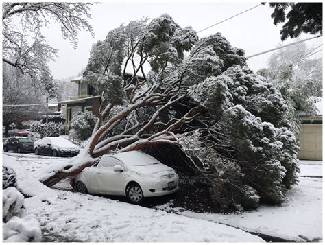 Tree Care Before And After Storms Tree Doctors Inc
