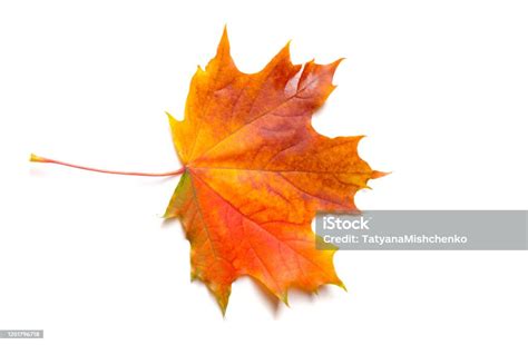 가을 그림 가을 단풍 나무 잎 흰색 배경에 독방 잎 다른 색상 노란색 빨간색 부르고뉴 녹색 오렌지 넓은 나무 대부분의 종에서 생각 잎 0명에 대한 스톡 사진 및 기타 이미지