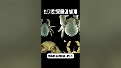 자기 털에 박테리아 농장을 차려 먹고사는 심해 게 설인게 Youtube