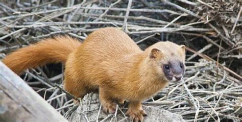 黄鼠狼浑身都是宝，可为啥没有人工养殖，3点道出真相 360娱乐，你开心就好