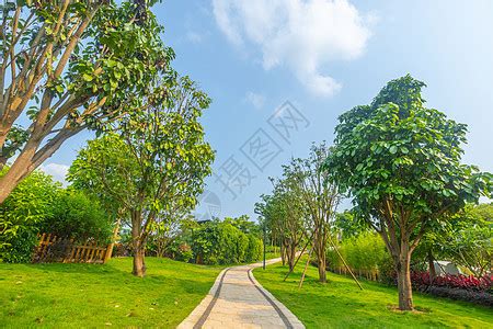 大学校园阳光斑驳的林荫道高清图片下载 正版图片501262086 摄图网