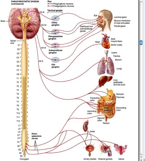 Schematic Diagram Autonomic Nervous System Anatomy Autonomic