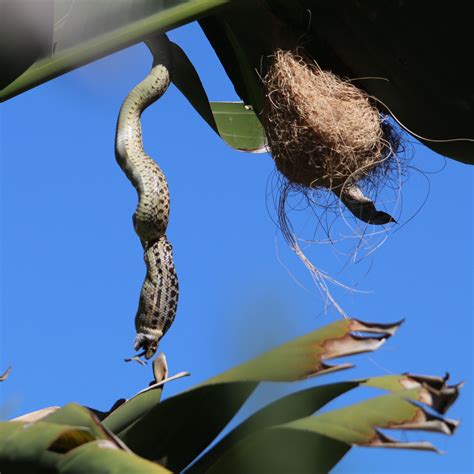 Orioles Nest And The Gopher Snake Magentaraven
