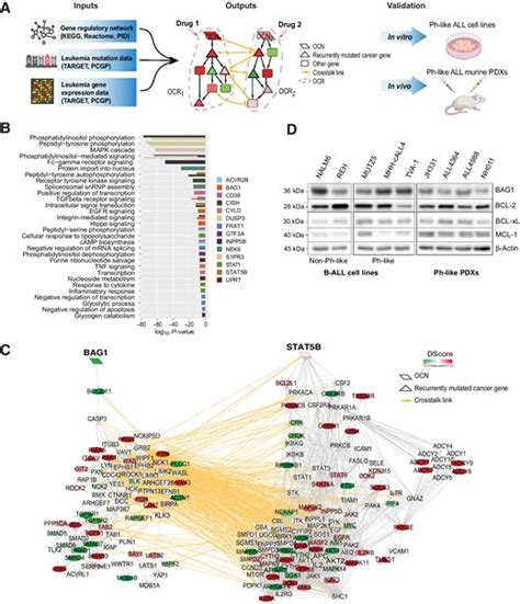 Network Analysis Reveals Synergistic Genetic Dependencies For Rational