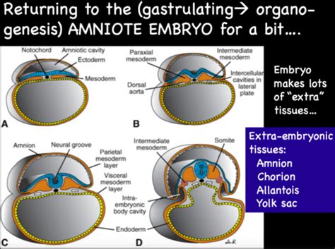 Lecture 18 Mammalian Development Extra Embryonic Tissues Sex Determination And Primordial
