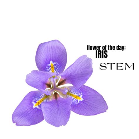 Flower Of The Day Iris Stem Design