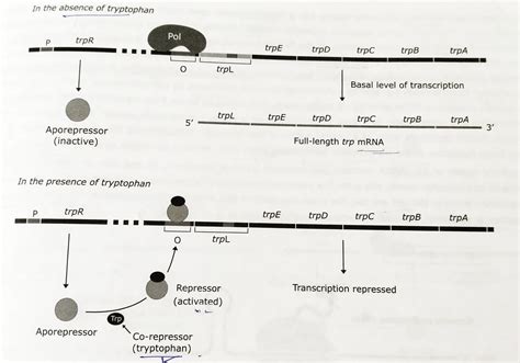 tryptophan operon biologyislove