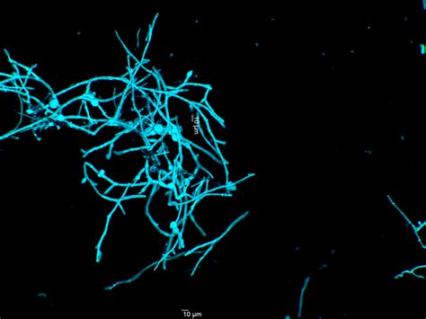 Is It A Phytophthora Species