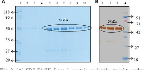 Figure 3 From Development Of Immunodetection System For Botulinum Neurotoxin Serotype E