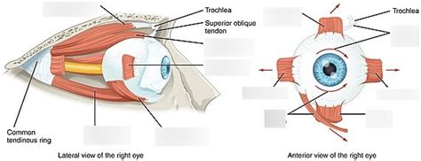 Eye Pt 3 Diagram Quizlet
