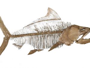 Ammonite Fossils Transparent PNG All