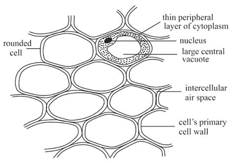 Parenchyma Tissue Diagram Vrogue Co