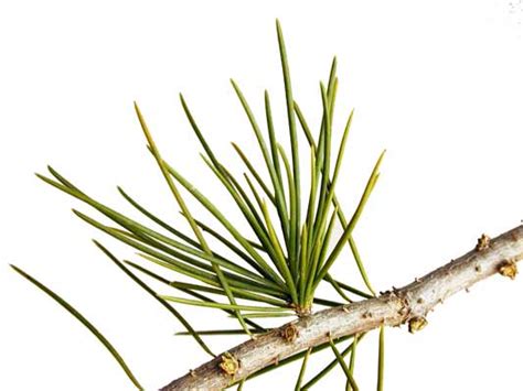 Deodar Cedar Oklahoma State University