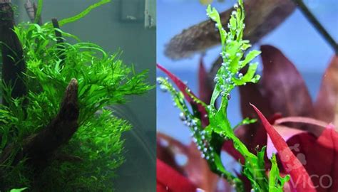 Essential Care Guide For Your Windelov Java Fern Fluvico