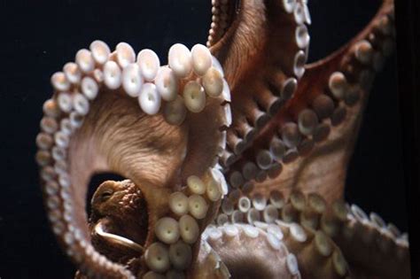 Octopus Sex Show Canceled Due To Cannibalism Fears