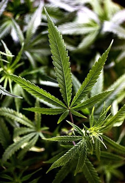 Создадена најголемата компанија за марихуана во светот Современо Земјоделство