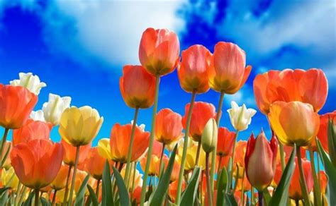 Казна од 13 000 евра во Турција за оној што ќе набере заштитено лале Канал 5