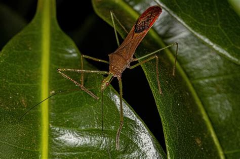 Premium Photo Adult Assassin Bug