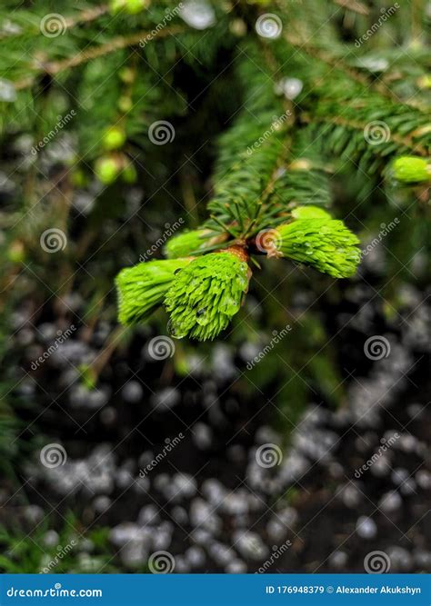 Pine Tree Macro Shot Stock Image Image Of Green Shot 176948379