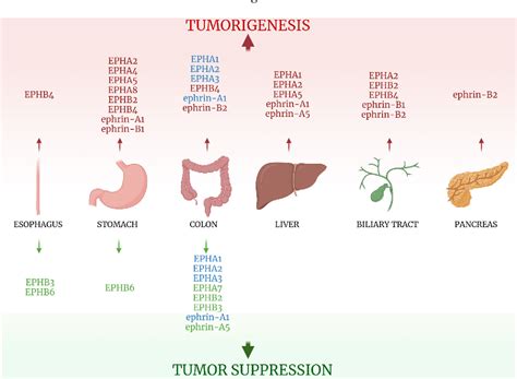 Figure 4 From The Clinical Impact Of The Ephephrin System In Cancer
