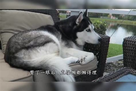 主人用发卡夹住哈士奇的腿，哈士奇还以为腿瘸了，连路都走不了哈士奇连路发卡