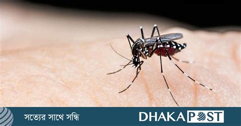 একদিনে ২৯৪ জনের ডেঙ্গু শনাক্ত অর্ধেকই বরিশাল চট্টগ্রামে