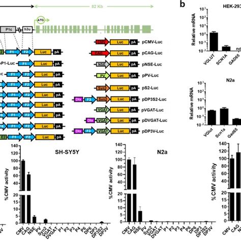 Genome Organization And Structure Of Human Adenovirus Type 5 A Download Scientific Diagram