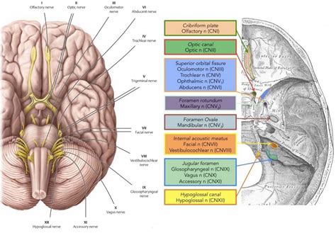 Trochlear Nerve Brain