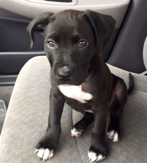 Intelligent Black Puppy Photos