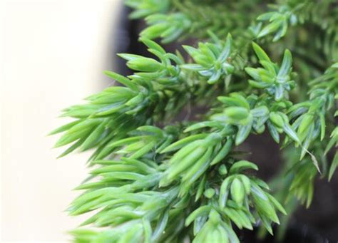 崖柏是什么树 长什么样子 植物说